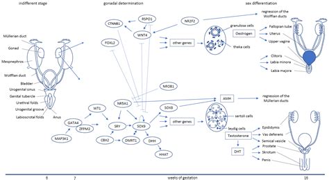 The Past And Future Of Sex Genes”
