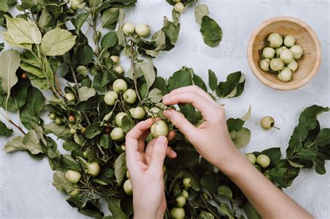 애플 분기 과일 꼬기와 회색 시멘트 배경에 여자의 손에 따뜻한가 Flatlay 가을에 대한 스톡 사진 및 기타 이미지 가을 건강한 생활방식 과일 Istock