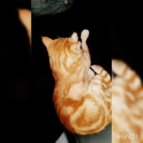 پسرم در حال خمیر کردن Youtube