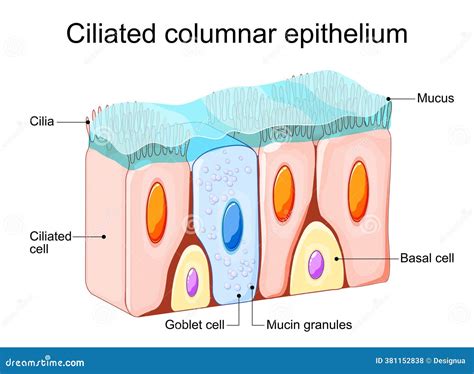 Ciliated Columnar Epithelium Nasal Epithelium Vector Illustration 381152838
