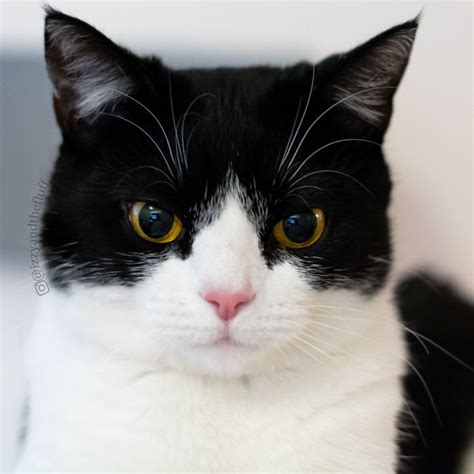 Meet Izzy The Cat With The Most Expressive Face Bored Panda