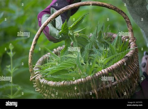 Stinging Nettle Urtica Dioica Nettle Harvest Nettles Are Collected