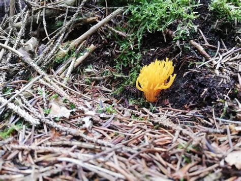 Mushrooms Forest Grass Trees Summer Stock Image Image Of Mushrooms