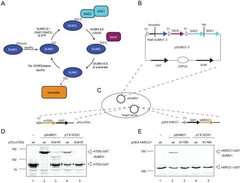A Scheme Of The In Vivo Sumo Maturation Sumo Conjugation And