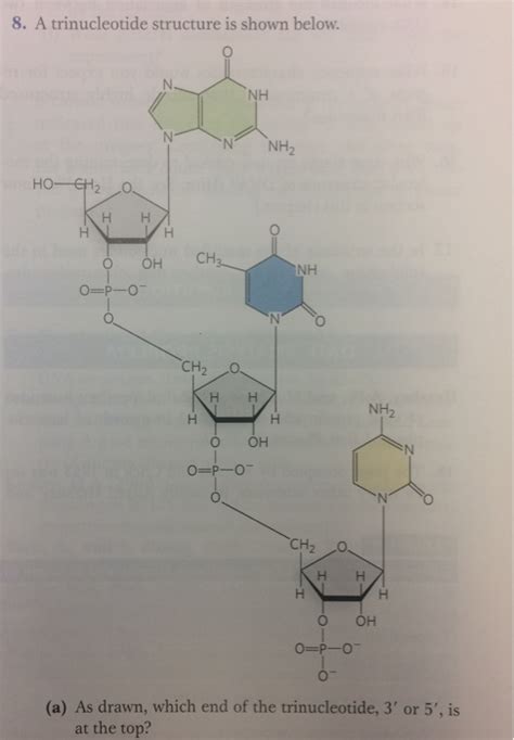 Solved A Trinucleotide Structure Is Shown Below As Drawn