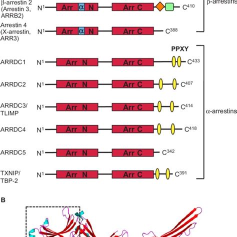 Igf 1r Kinase Dependent Signaling Pathways Igf 1 Or Igf2 Binding To