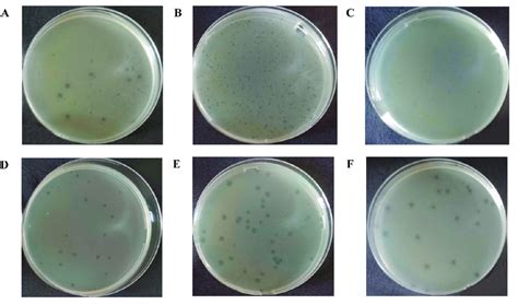 The Plaques Of Isolated Bacteriophages Vb Ecom Scs4 A Vb Ecos Scs44