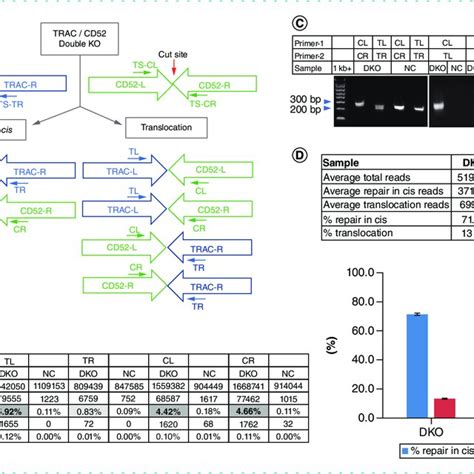 Dna Translocation Detection In Double Gene Knockout T Cells A