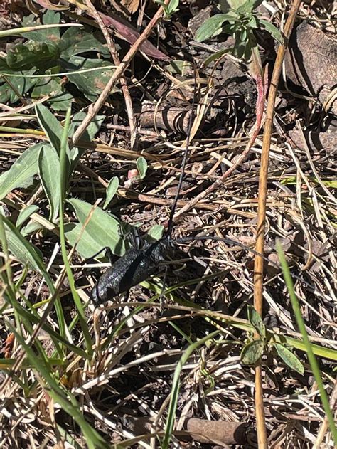 Black Bug With Long Antennae R Whatisthisbug