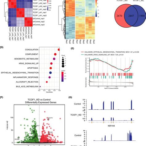 Treacle Ribosome Biogenesis Factor 1 Tcof1 Depletion Inhibits Download Scientific Diagram