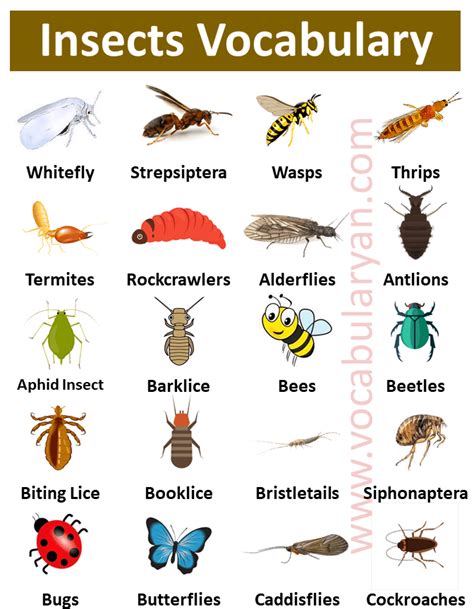 100 Insects Names List In English With Pictures Vocabularyan