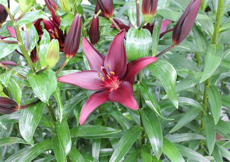Landini | Zabo Plant