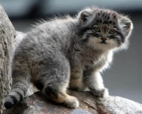 Pallass Cat Facts Diet Habitat And Pictures On Animaliabio