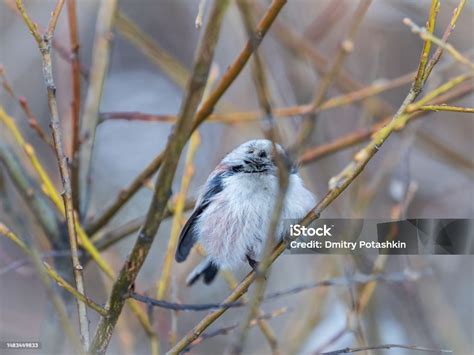 유럽 의 긴 꼬리 Tit 라틴어 이름 이지탈로스 소인 낙엽 숲의 나뭇가지에 앉아 있는 새 갈고리 발톱에 대한 스톡 사진 및 기타 이미지 Istock