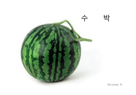 수박 알아보기 수박 칼로리 효능 수박씨 수박 보관법 A19