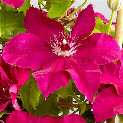 Buy Clematis Group 3 Clematis Daiyu Evipo083 Pbr £2695