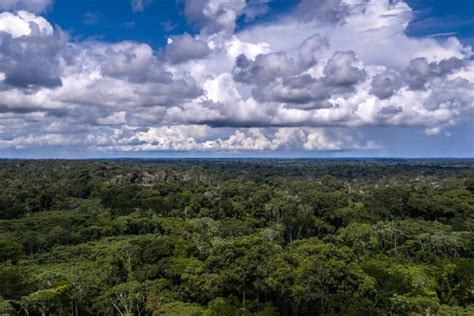 Report Reveals How Environmental Crime Profits In The Amazon Are