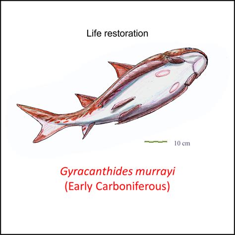 Chondrichthyan Stem Group