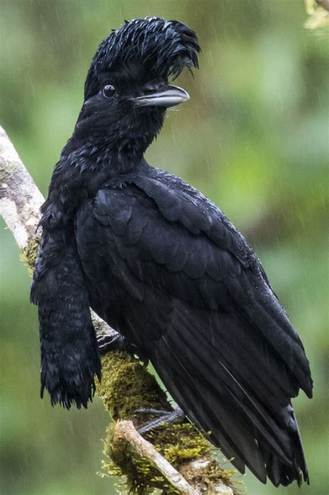 Are Umbrella Birds Real