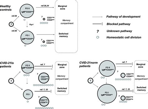 Proposed Scheme Of Peripheral Naive B Cell Development In Healthy