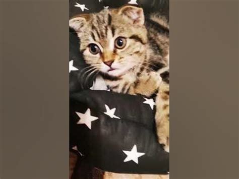 Катëнок 🥰😻 - YouTube