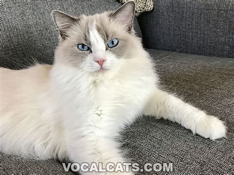 Do Ragdoll Cats Scratch Furniture Vocal Cats
