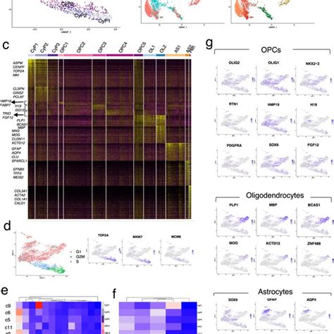 Single Cell Transcriptomic Analysis Of Purified Opcs A Unsupervised
