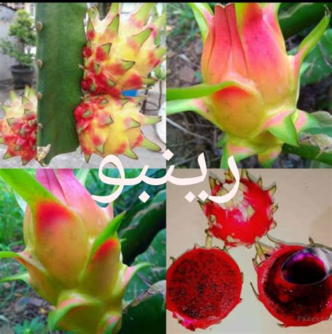 الصفحه الرسميه لمزارعي الدراجون فروت في مصرسوق الدراجون فروتdragon