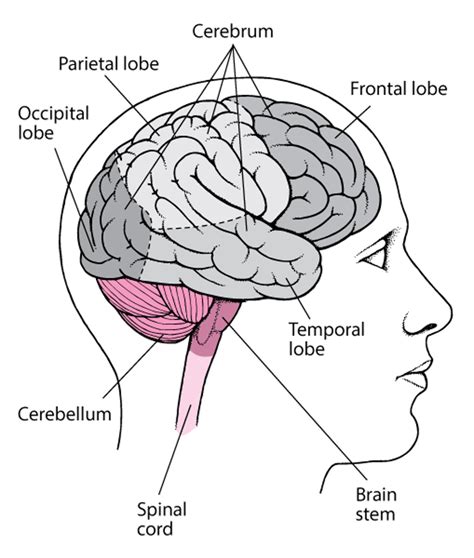 Image Viewing The Brain Msd Manual Consumer Version
