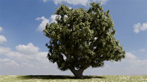 Oak Tree Topology And Appearance Works In Progress Blender Artists