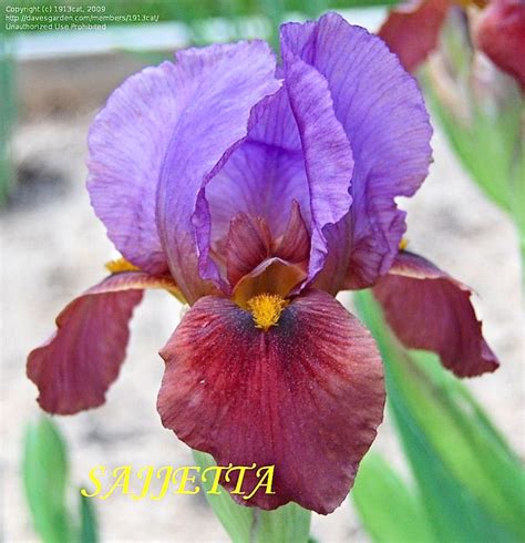 Ab Iris Germanica Sajjetta Blyth 1974