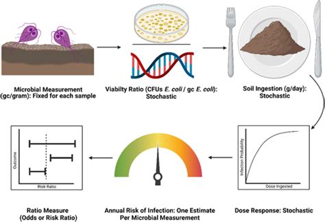 Qmra Model Workflow For Example 2 Download Scientific Diagram