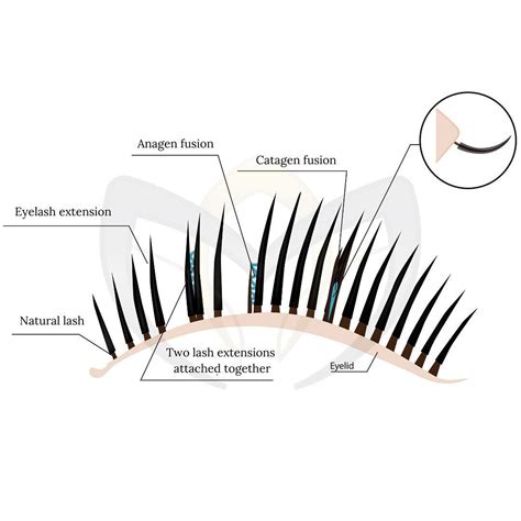 Lash Extension Diagram At Juliet Ford Blog