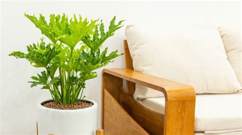 How To Plant Grow And Care For Split Leaf Philodendron