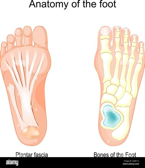 Anatomy Of The Foot Bones Of The Foot And Plantar Fascia Vector