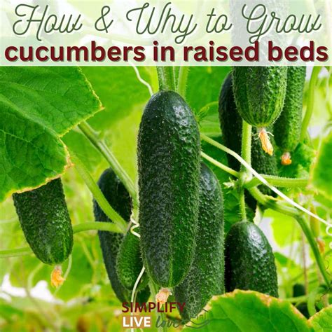 Cucumber Growing Tips