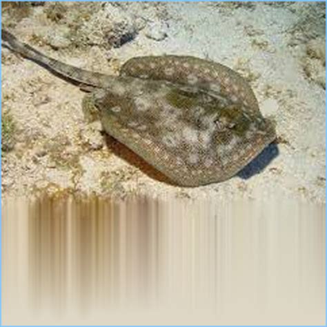 Yellow Stingray Petes Aquariums And Fish