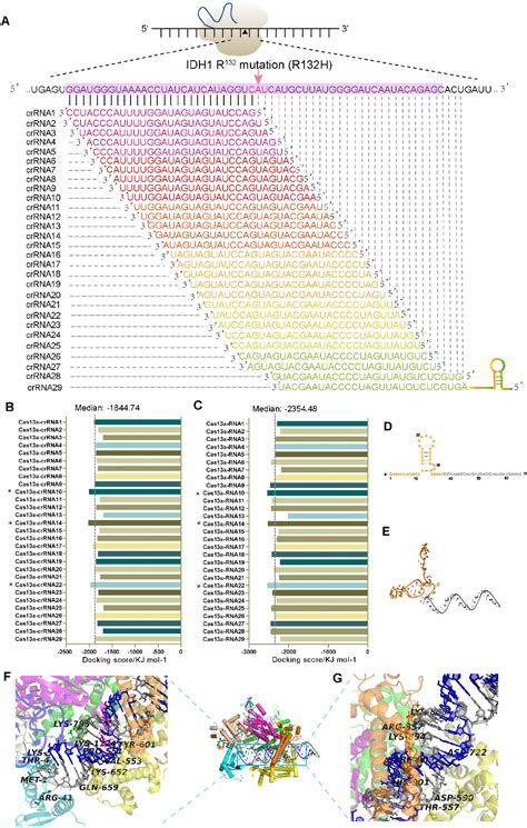 Figure 1 From Universal Theranostic Crispr Cas13a Rna Editing System For Glioma Semantic Scholar