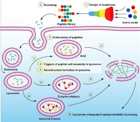 Lysosomal Peptide Self‐assembly To Control Cell Behavior Li 2024 Chembiochem Wiley