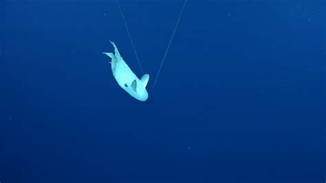 Octopus  Watch Ghostly Dumbo Octopus Swim With Its Massive Ears