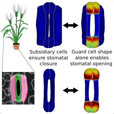 Grasses Exploit Geometry To Achieve Improved Guard Cell Dynamics Current Biology