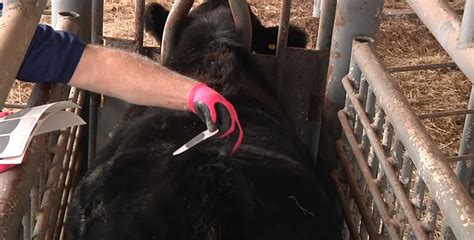 Estrus Monitoring To Maximise Success In Cattle Breeding African Farming