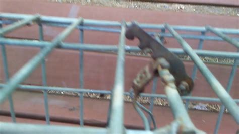 Home Made Live Trap Trigger