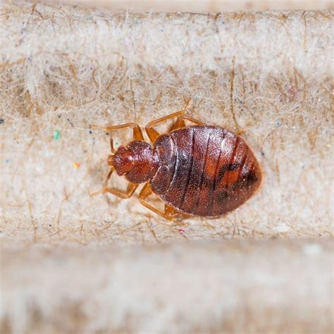 Does Raid Spray Kill Bed Bugs 2025 Todays Homeowner