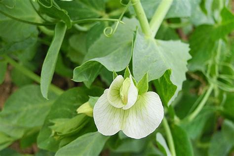 How To Identify Pea Plants At Marie Paige Blog