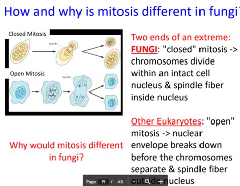 Bacteria Fungi Protists Flashcards Quizlet
