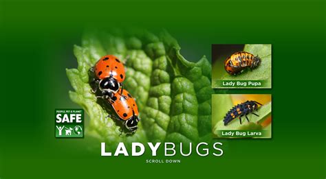 Bugs That Look Like Ladybug Larvae Asian Lady Beetle Facts Habitat