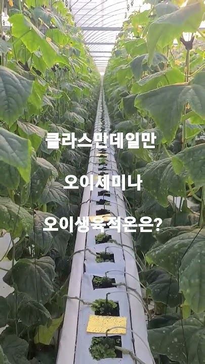 클라스만데일만 오이 Youtube
