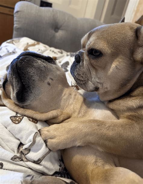 Loki Sleeping Freyja Getting Comfy Rfrenchbulldogs