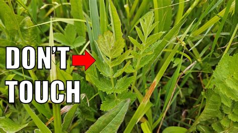 identifying early season wild parsnip youtube